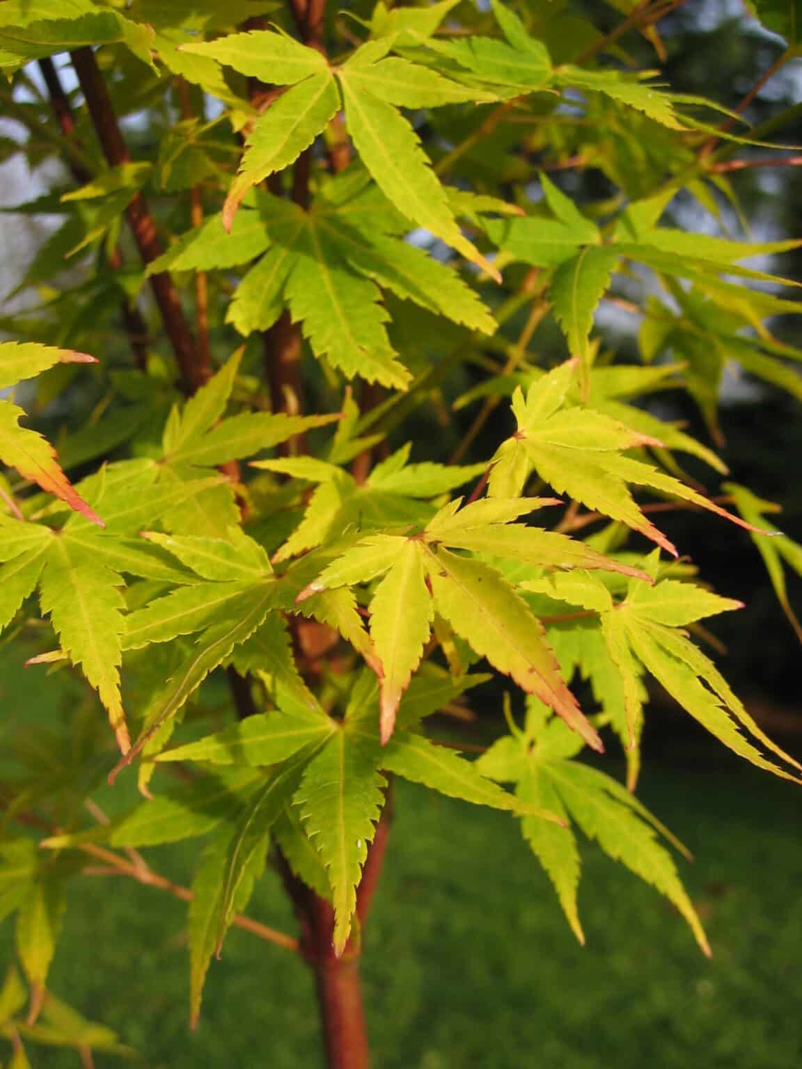 Acer palmatum Sango Kaku Senkaki - Profitez de la beauté éclatante de ...