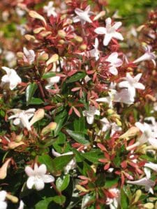Découvrez l'Abelia x grandiflora prostrata pour une beauté florale ...