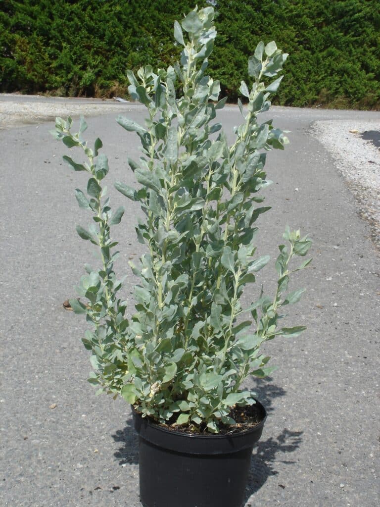 Atriplex halimus : découvrez cette plante méditerranéenne résistante