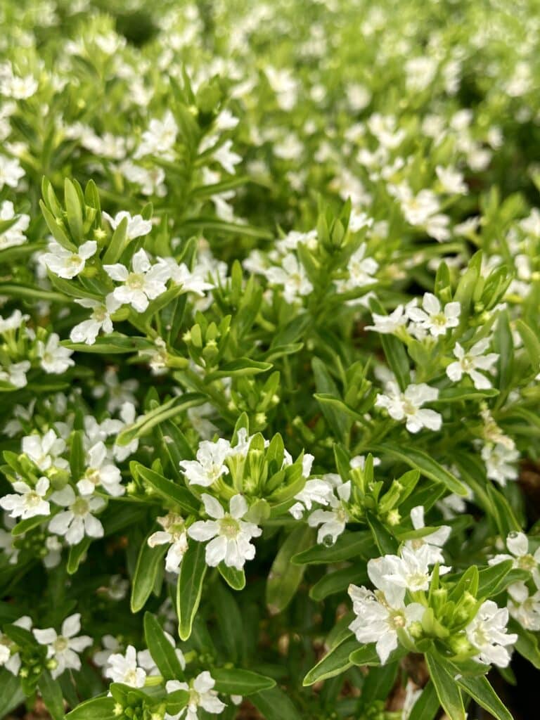 Cuphea hyssopifolia alba - Plante vivace à fleurs blanches idéale pour ...