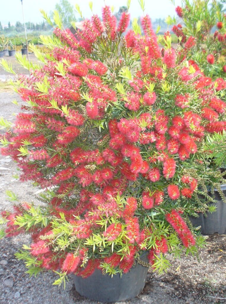 Achetez le Callistemon Laevis | Pépiniere Dioqa