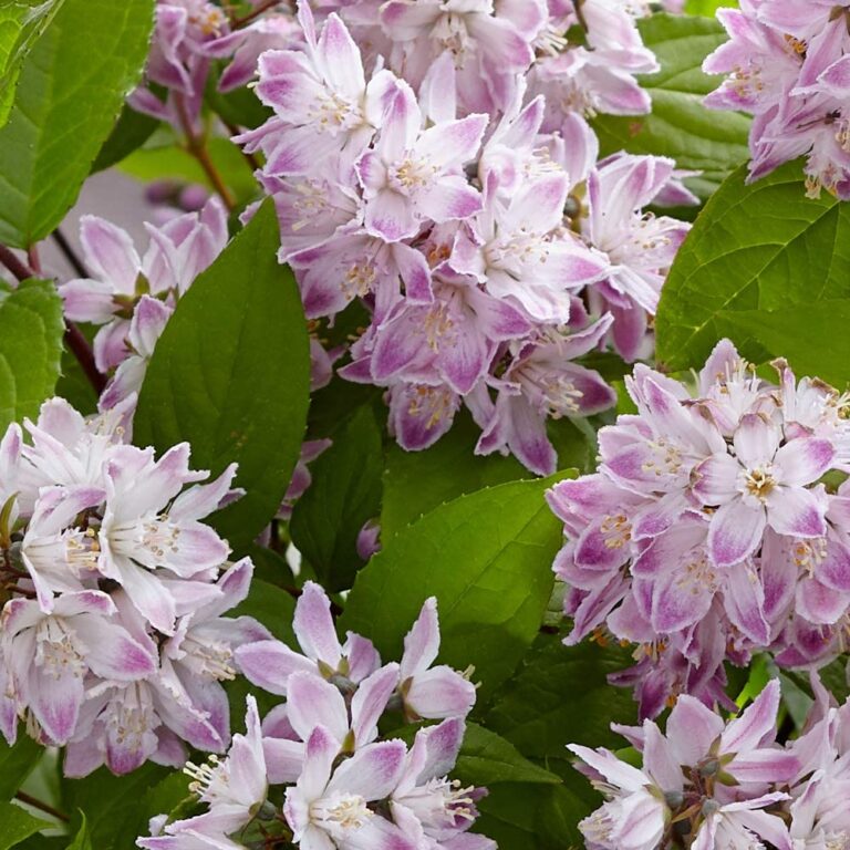 Découvrez le Deutzia Raspberry Sundae - Une fleur délicieuse pour vos ...