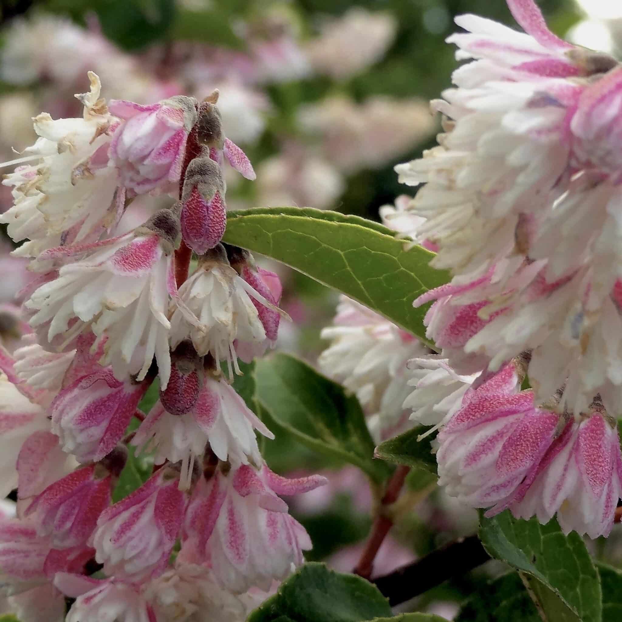 Achetez le Deutzia scabra 'Rosea Plena' - Pépinières du Val d’Erdre