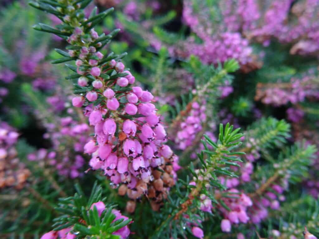 Découvrez les variations de bruyère Erica vagans sur notre site