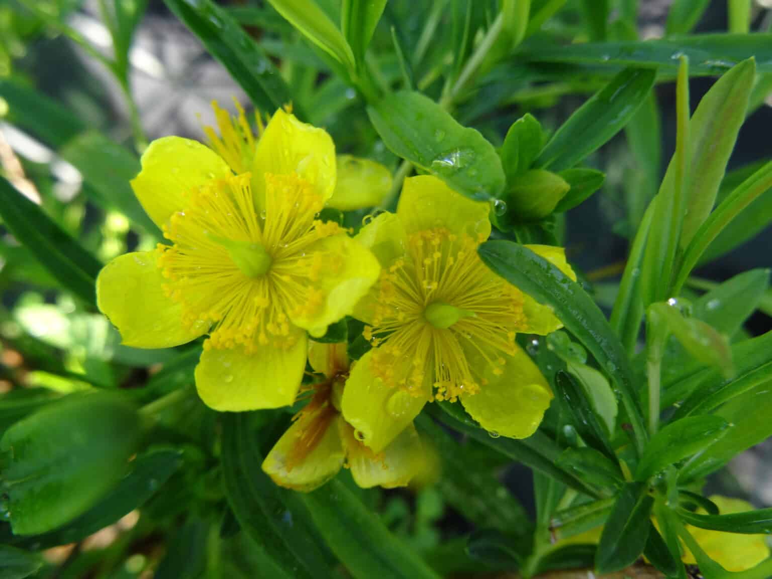 Découvrez l'Hypericum Kalmianum Gemo, une plante aux multiples vertus
