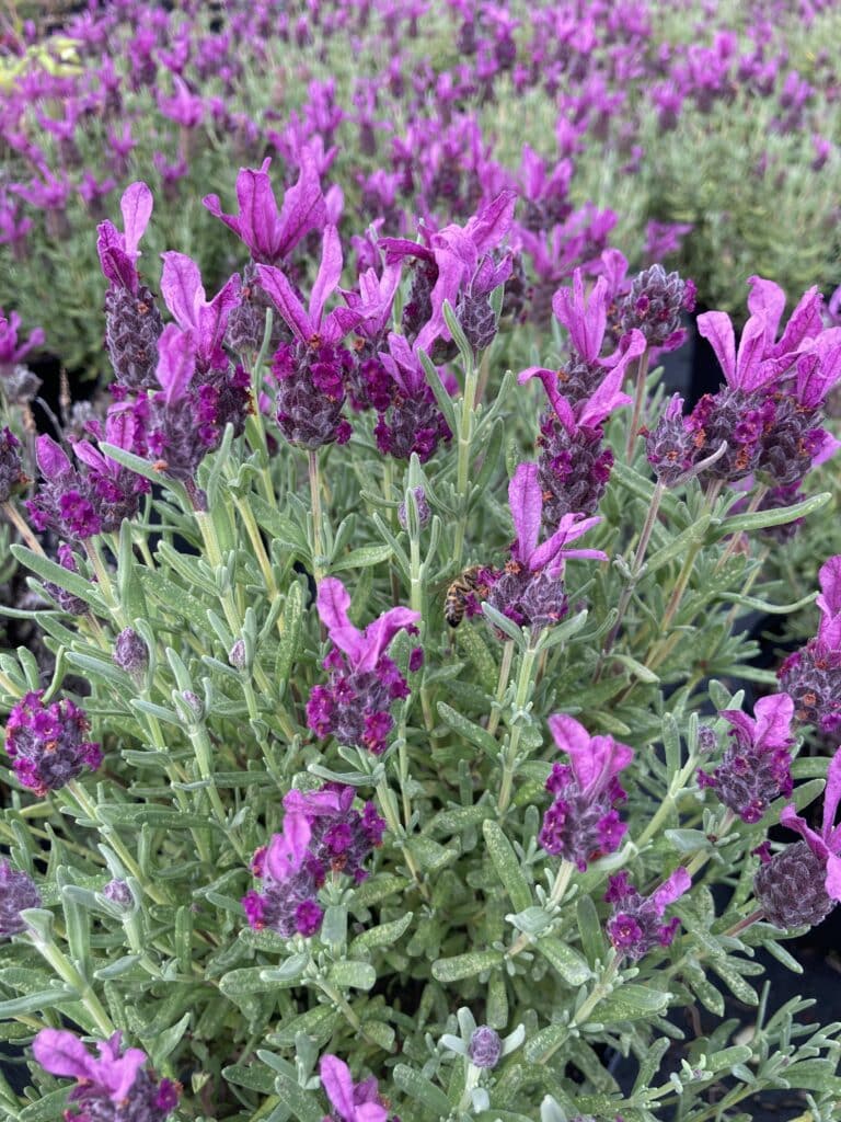 Achetez la Lavandula Stoechas Fathead - Prenante variété de lavande
