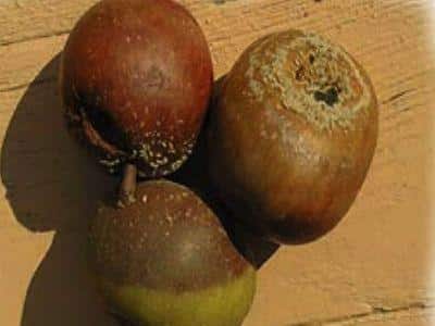 Pourriture des fruits - Pépinière du Val d'Erdre