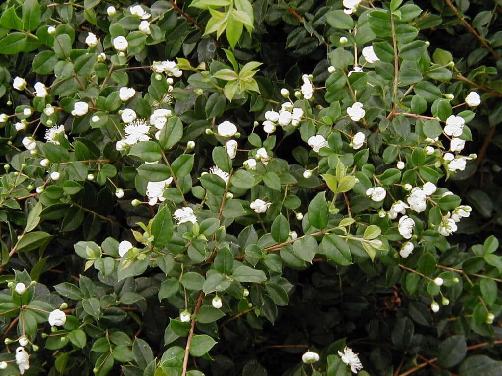 Myrtus Chequen (Luma Chequen): La pépinière du Val d'Erdre vous propose ...