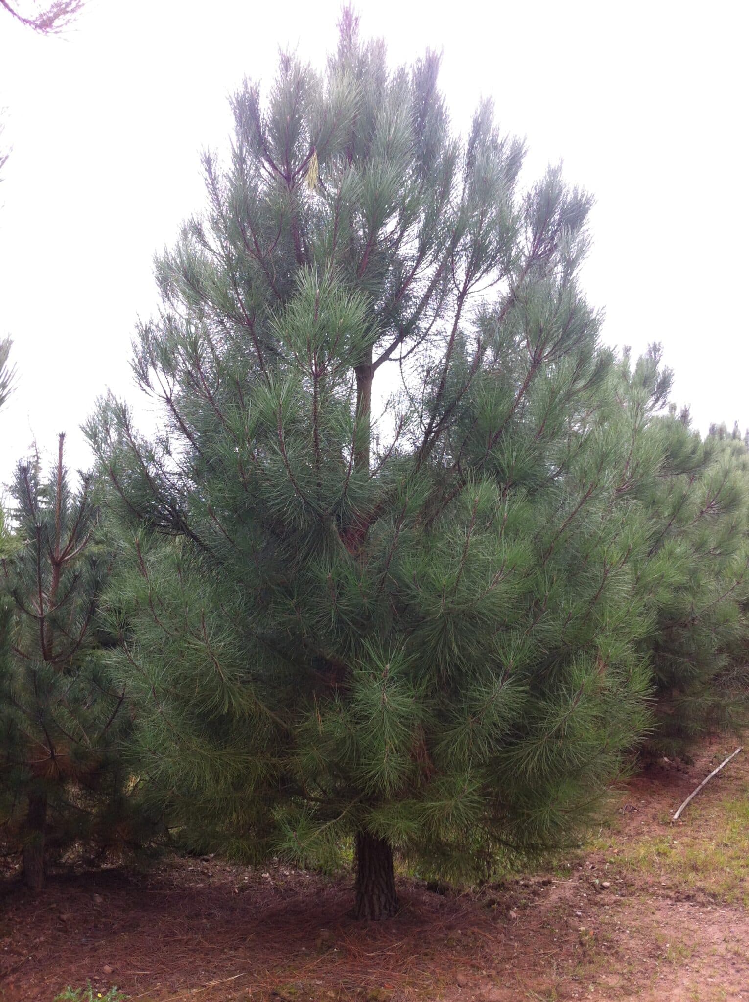 Découvrez le Pinus Pinaster de la Pépinière du Val d'Erdre - Plantes de ...
