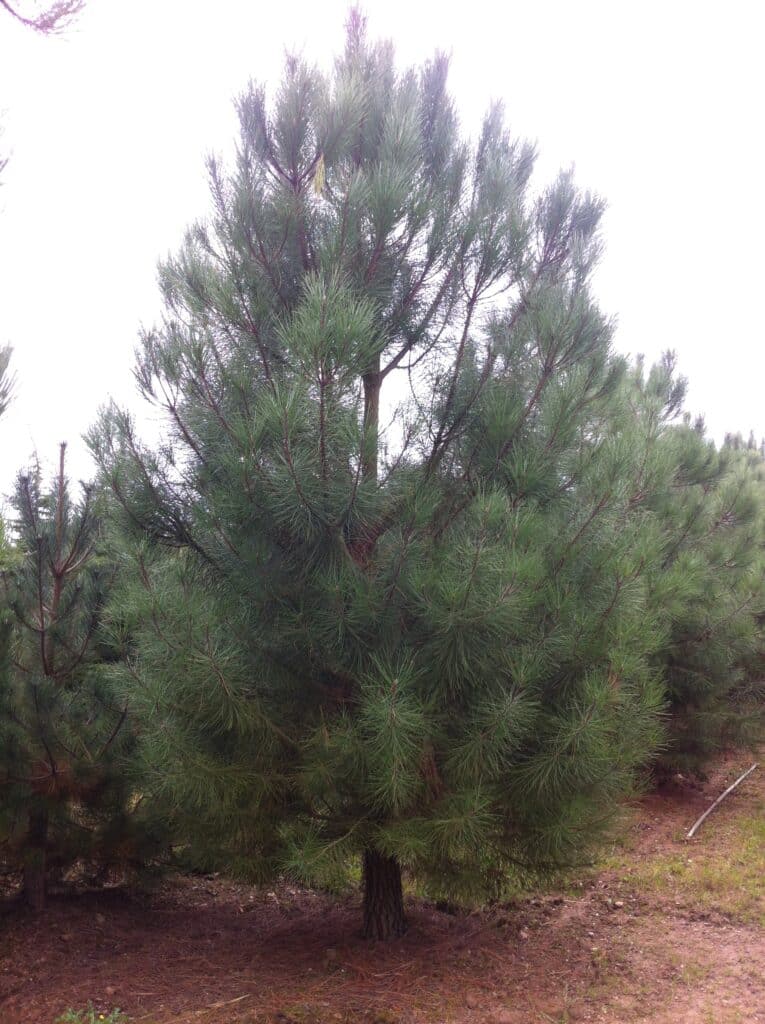 Découvrez le Pinus Pinaster de la Pépinière du Val d'Erdre - Plantes de ...