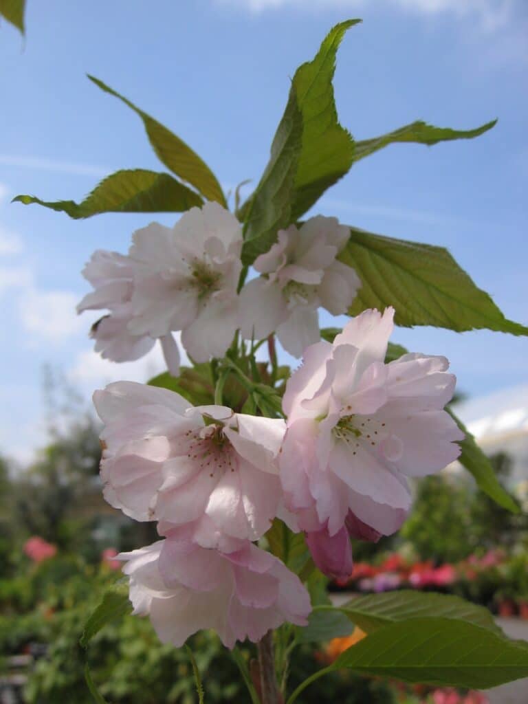 Amanogawa : un prunus serrulata haut en couleurs pour votre jardin