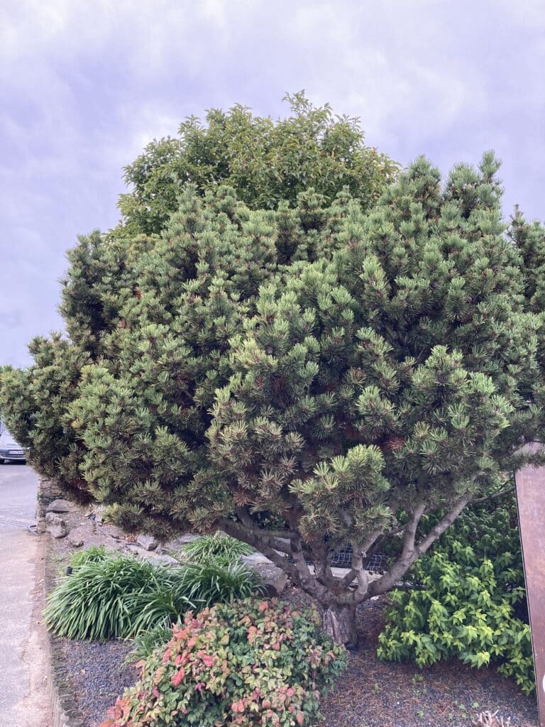 Pinus mugo 'Mughus' - Un sapin nain parfait pour les petits jardins