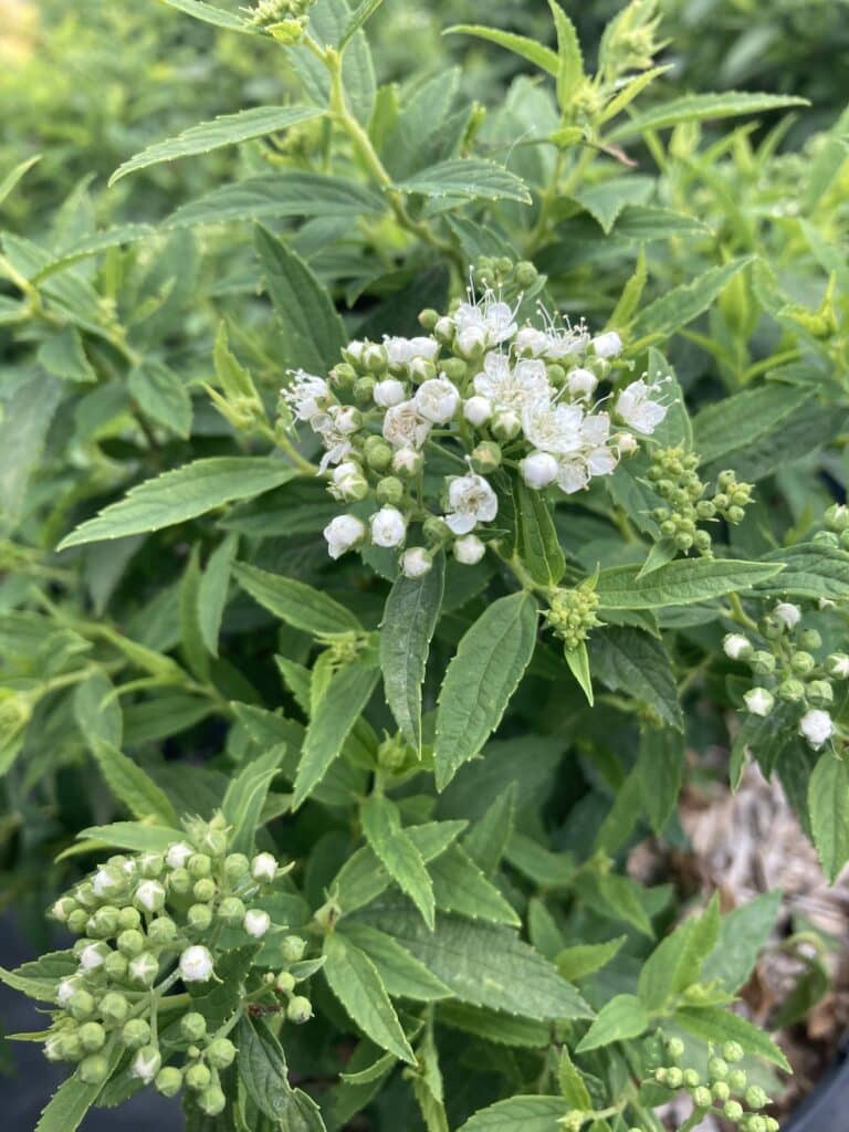 Achetez le Spiraea japonica Albiflora - Pépinières du Val d’Erdre