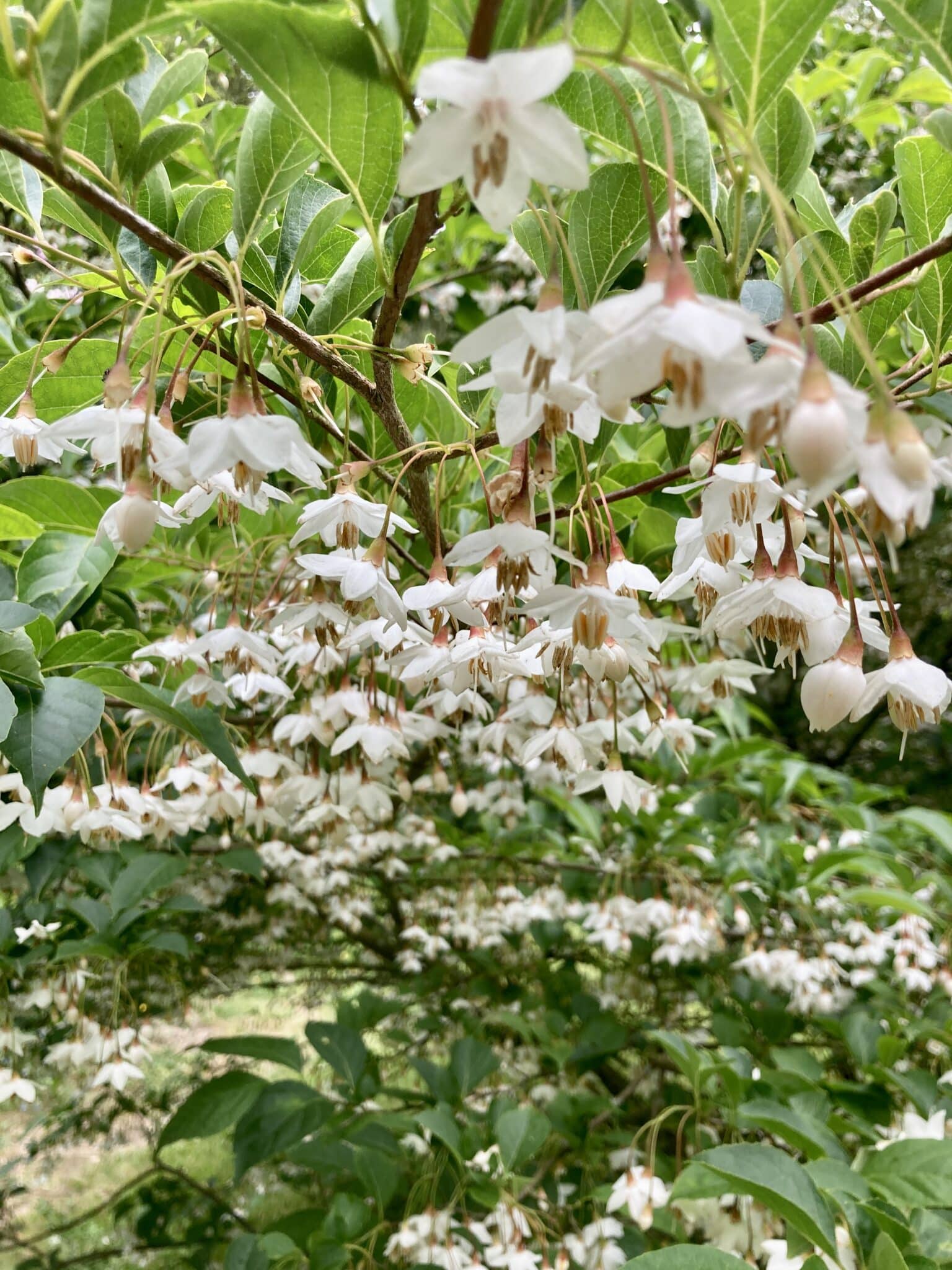 Découvrez le Styrax Japonica - Un arbre exotique pour votre jardin