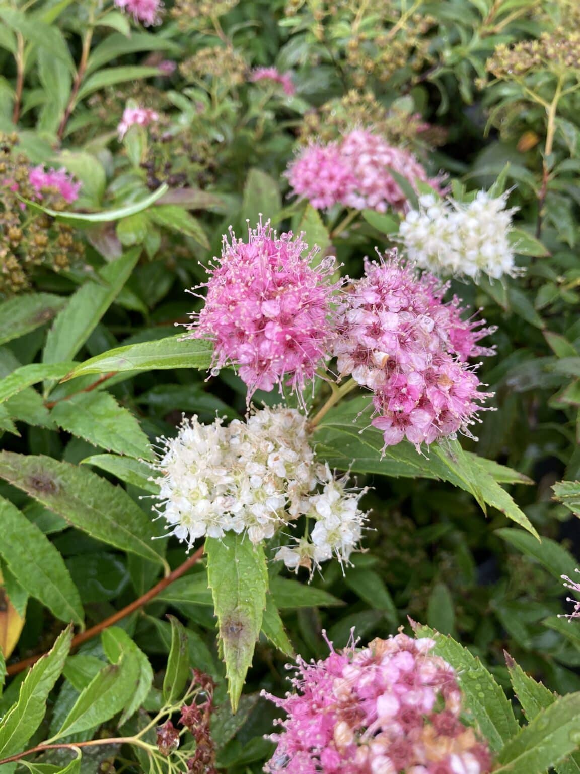 Découvrez le Spiraea japonica Shirobana : un arbuste coloré pour votre ...