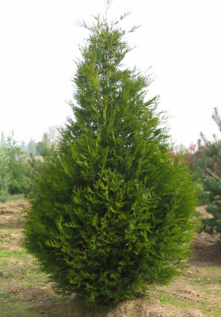 Achetez le Thuya Plicata Atrovirens pour créer une haie dense et luxuriante