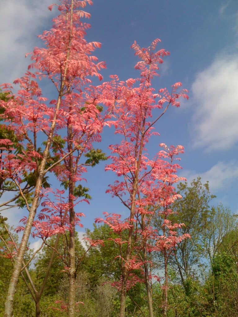 Achetez le magnifique Toona cedrela sinensis Flamingo chez Pepiniere Dioqa