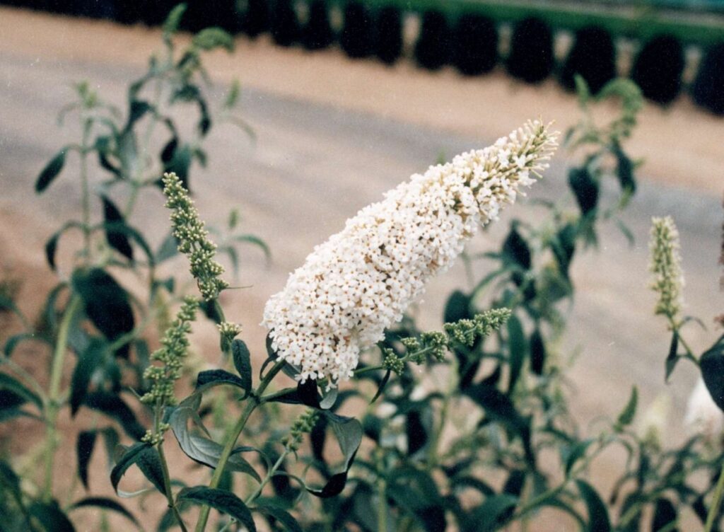 Achetez le Buddleja Davidii White Profusion pour une floraison blanche ...