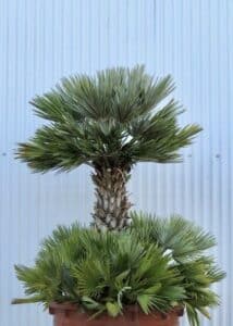 Découvrez le Chamaerops humilis Vulcano Compacta sur Dioqa Pépinière