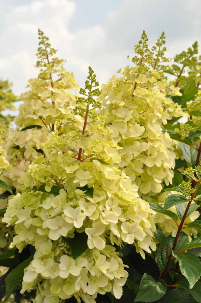 Découvrez l'Hydrangea Paniculata Candlelight, une beauté flamboyante pour votre jardin