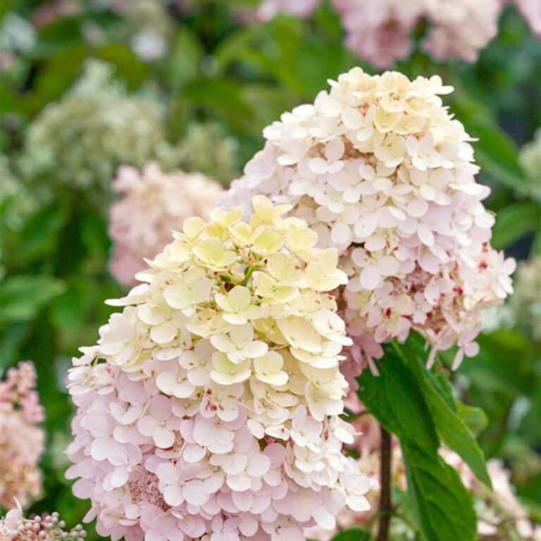 Découvrez l'Hydrangea Paniculata Magical Sweet Summer - Une beauté ...