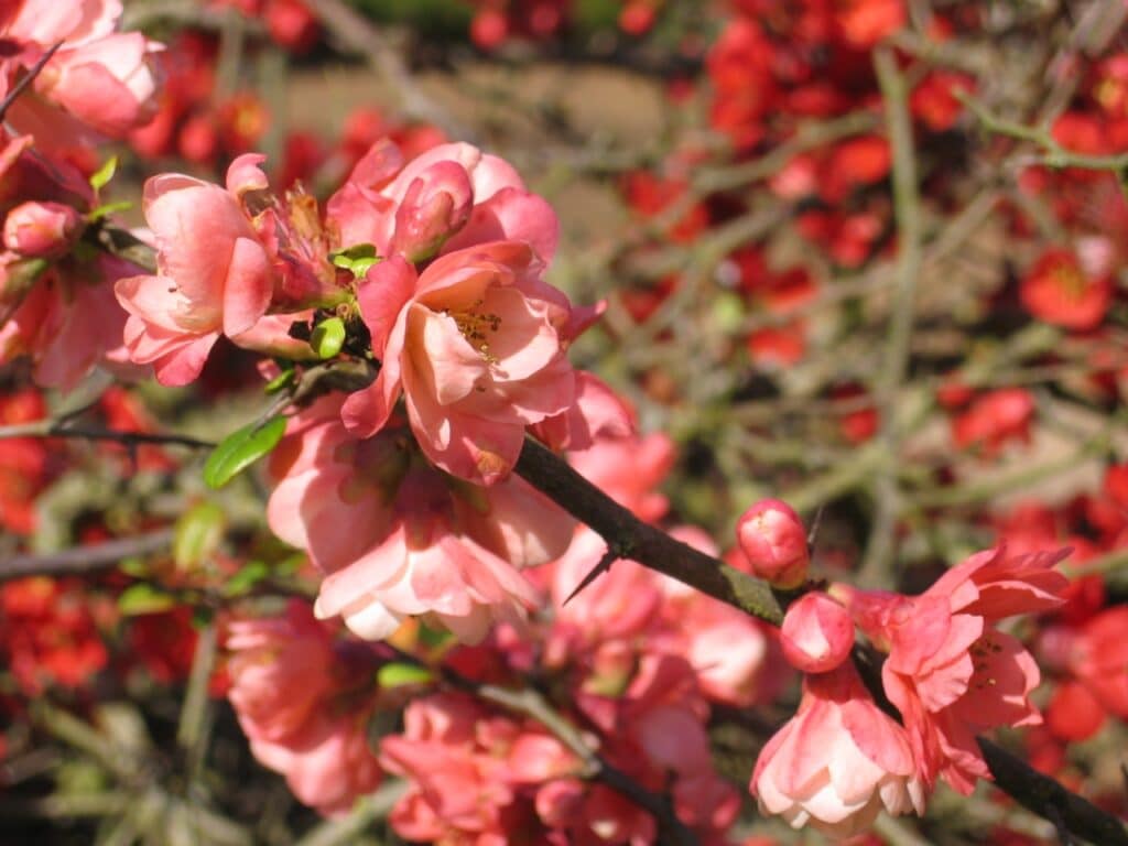 Achetez Chaenomeles Speciosa Falconnet Charlet - Pépinières du Val d’Erdre