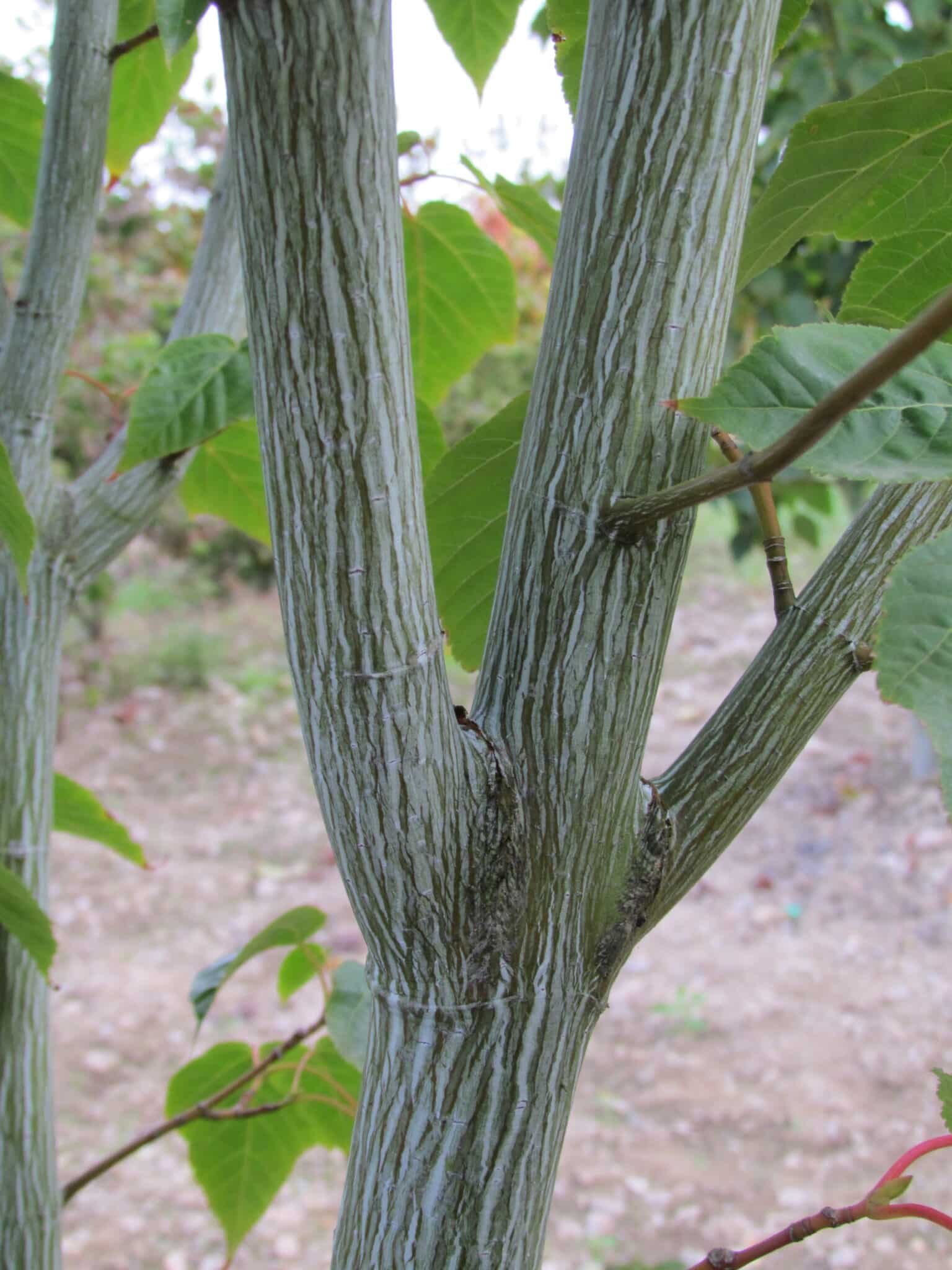 Achetez l'acer davidii Viper en ligne - Pépinières du Val d’Erdre