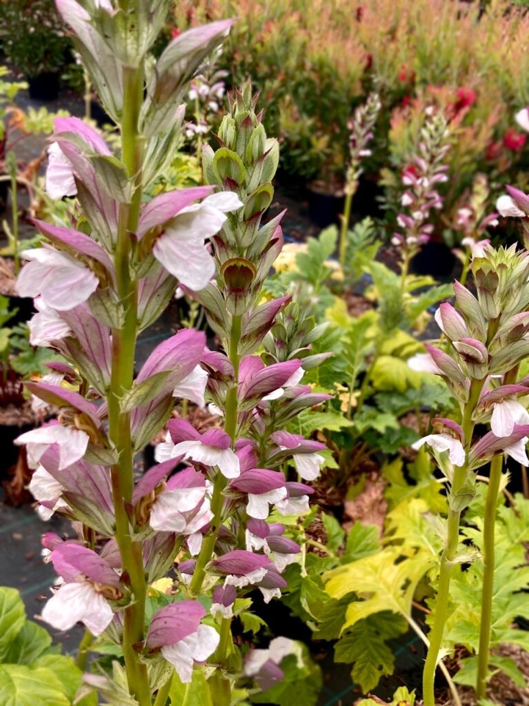 Acanthus mollis : une plante luxuriante pour un jardin éblouissant