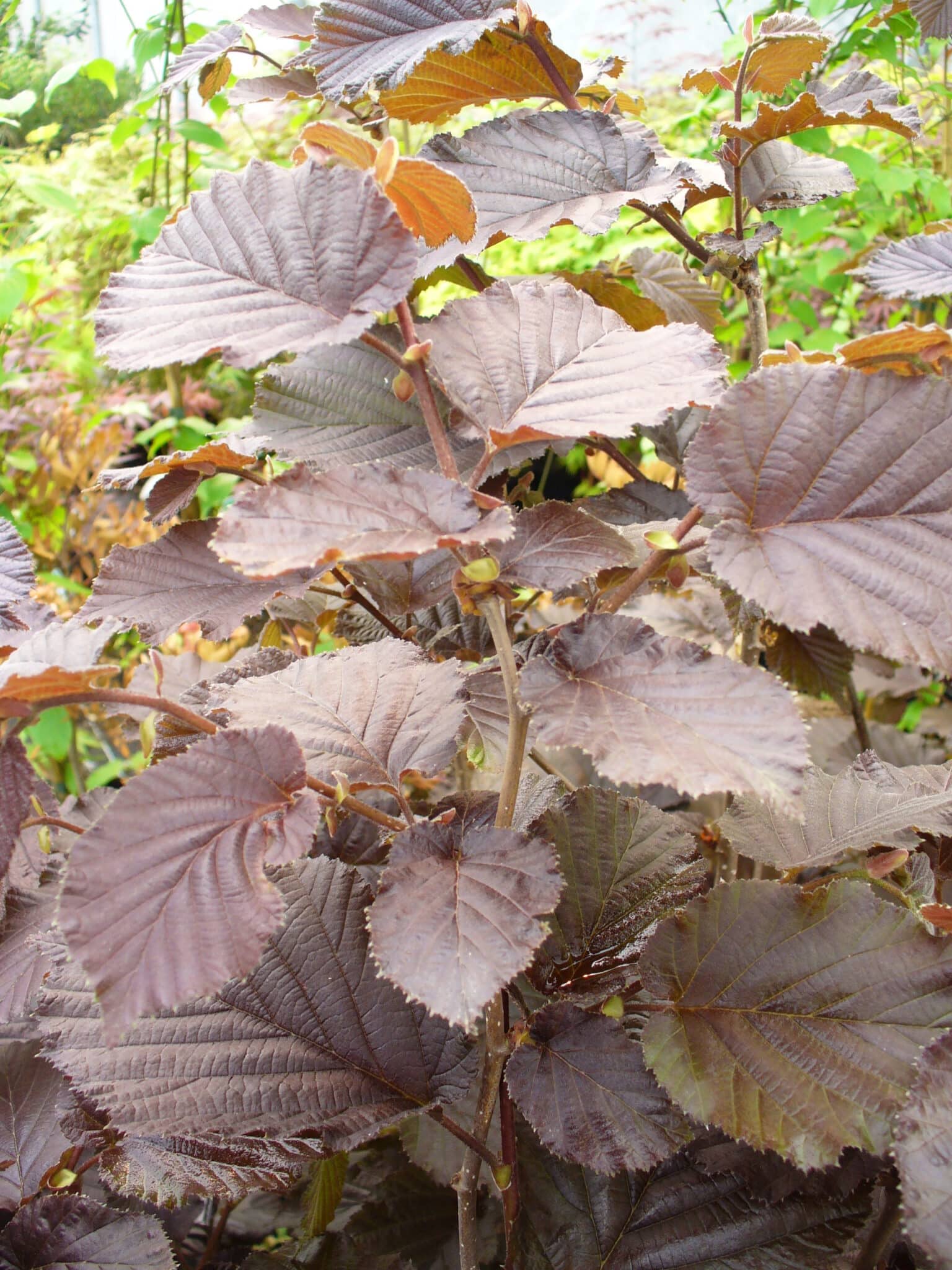 Corylus Maxima Purpurea - Arbuste à feuillage pourpre - Pépinières du ...