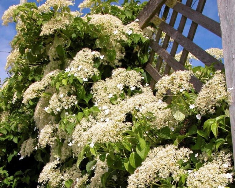 Découvrez l'Hydrangea petiolaris, la plante grimpante par excellence
