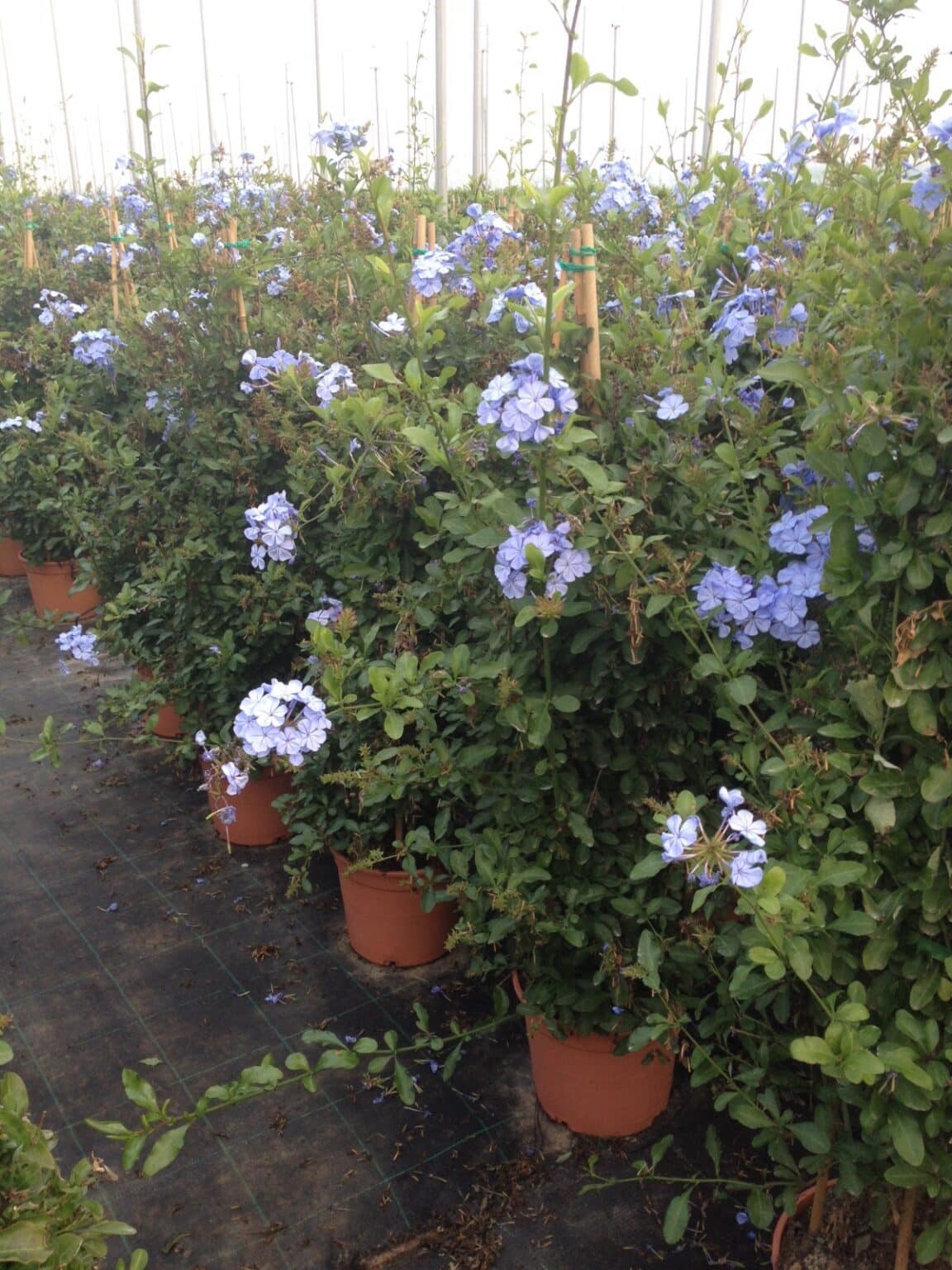 Plumbago Capensis - Une plante vivace aux fleurs bleues éclatantes ...