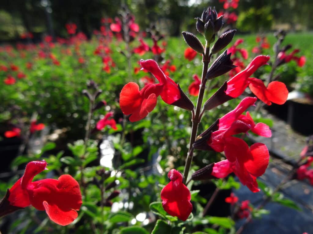 Découvrez la magnifique Salvia Microphylla Royal Bumble - Jardin Dioqa