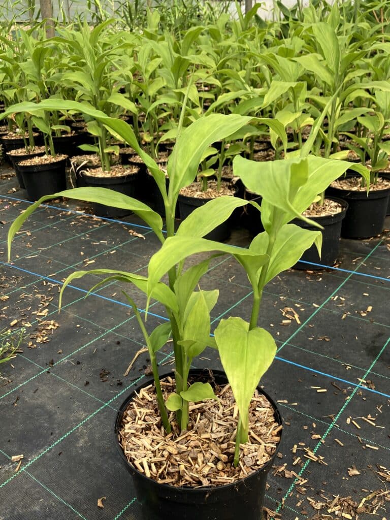 Découvrez le Zingiber Mioga dans notre pépinière en ligne