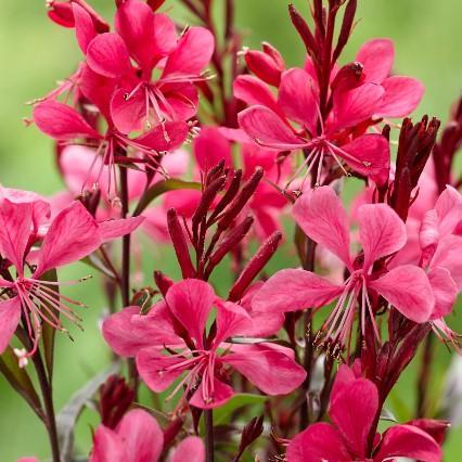 Découvrez Gaura Lindheimeri Gaudi Red - Une plante florissante pour ...