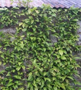 Découvrez l'Hydrangea Seemanii - Une plante grimpante exquise