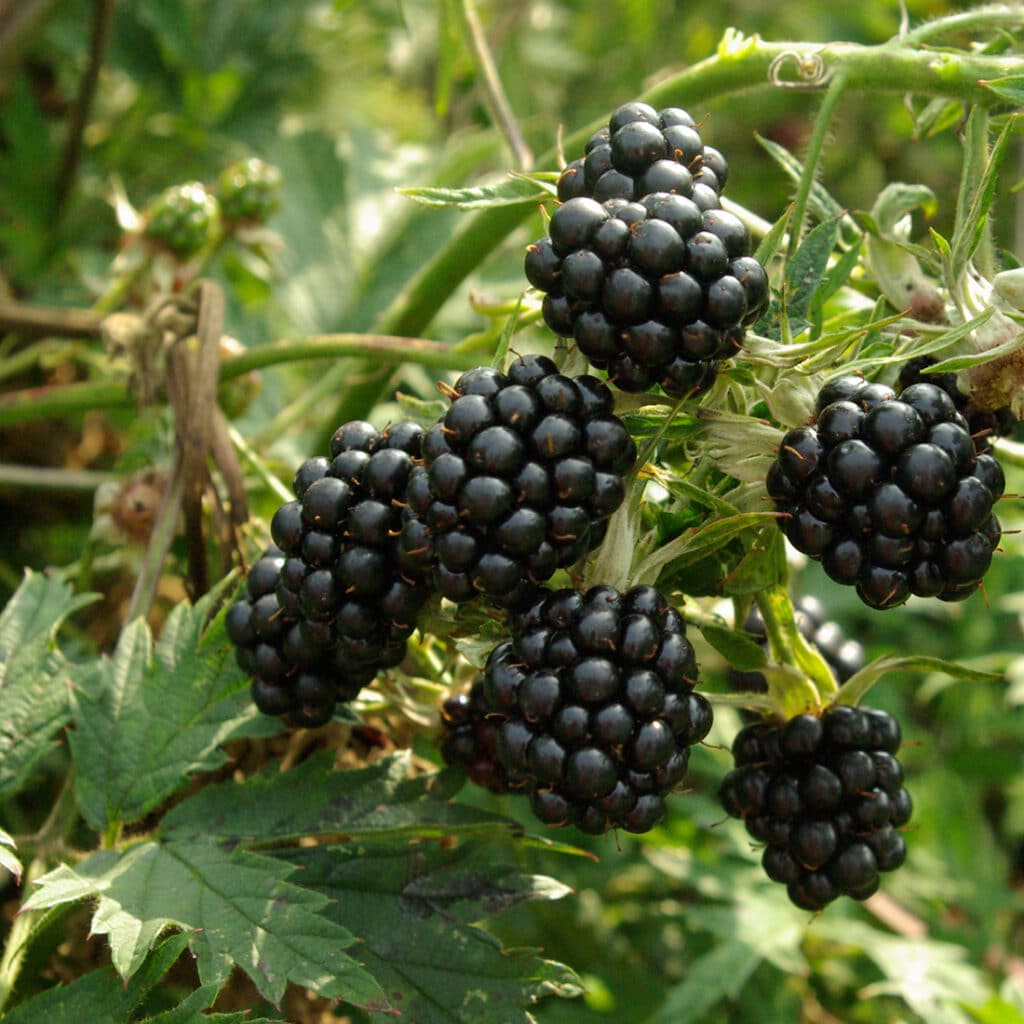 Rubus Fruticosus - La géante des jardins pour des fruits délicieux!